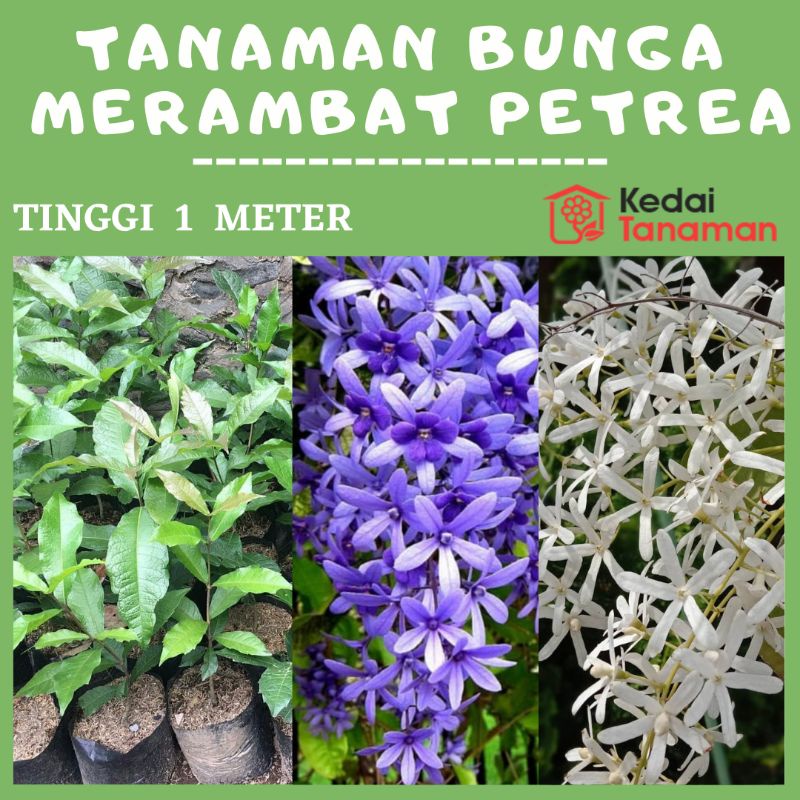 Jual Bunga Merambat PETREA 1 METER - Tanaman Hias Merambat Bunga PATREA ...