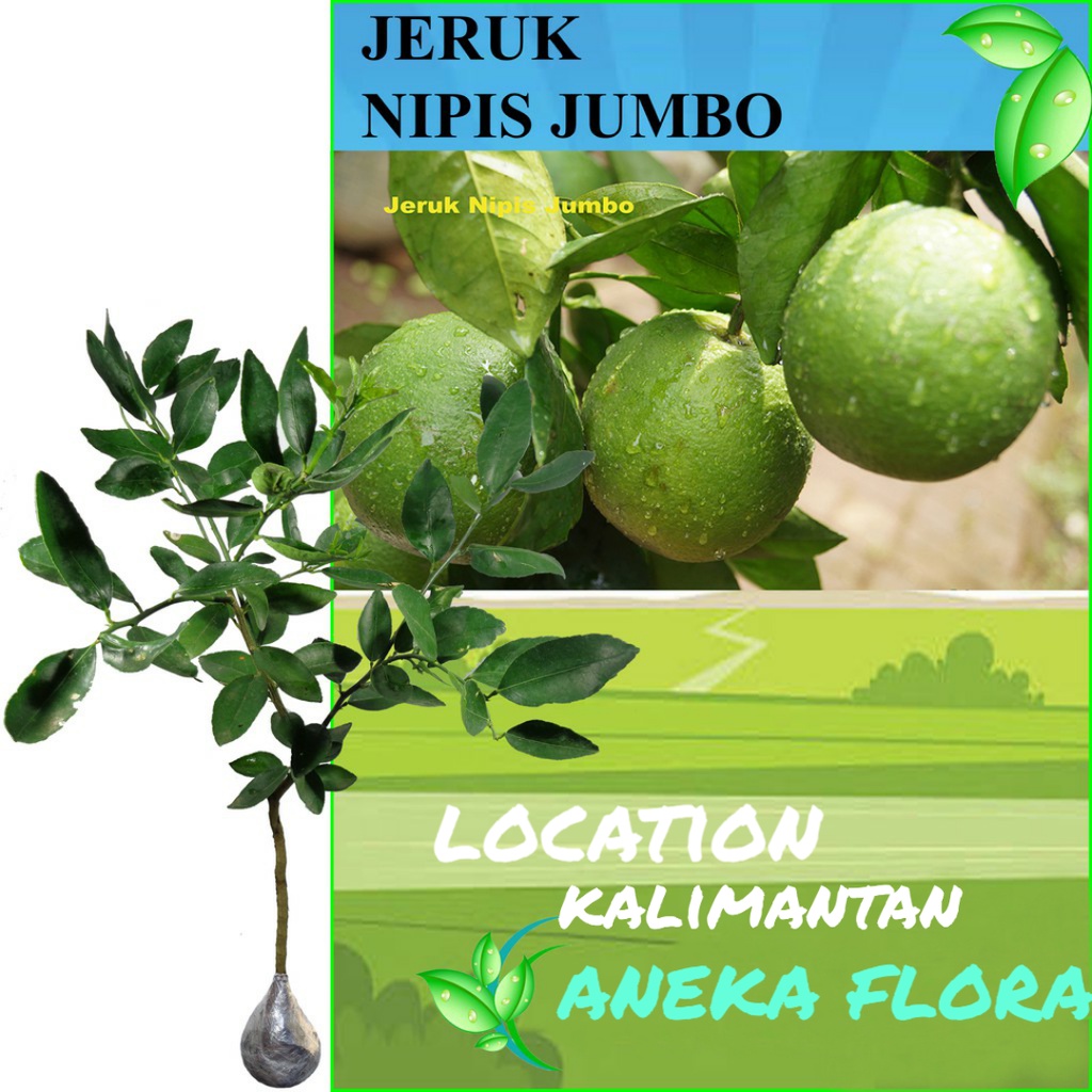 Jual bibit jeruk nipis jumbo (60-70cm) | Shopee Indonesia