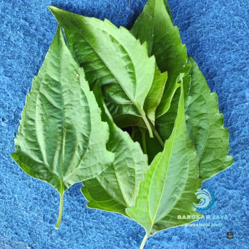 Jual Daun kirinyuh kopasanda balakacida per ikat 10 lembar | Shopee ...