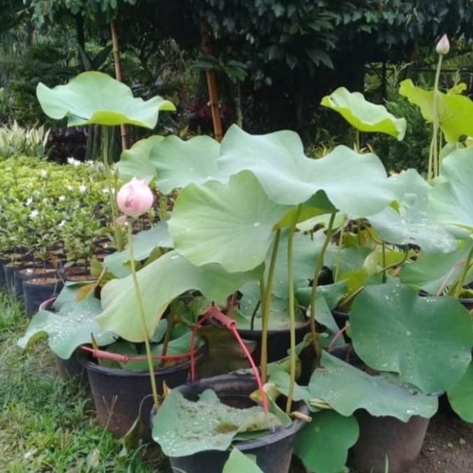 Jual POHON LOTUS BUNGA PINK-tanaman air lotus bunga ping | Shopee Indonesia