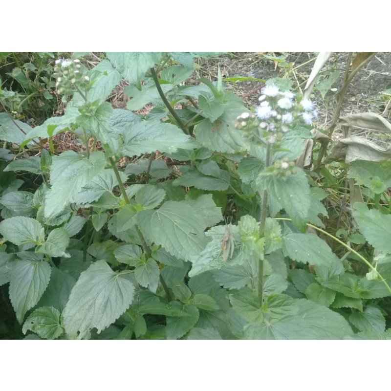 Jual Daun bandotan segar 250 gram | Shopee Indonesia