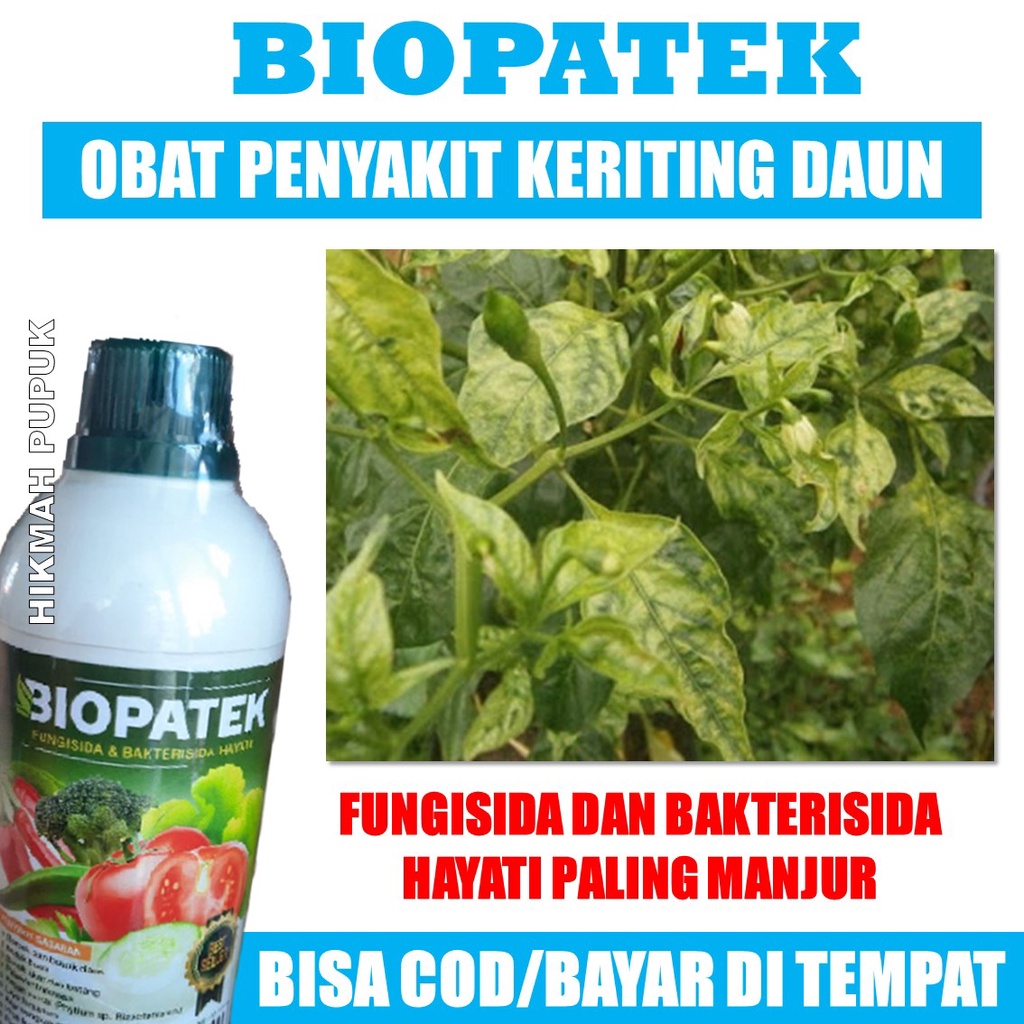 Jual Obat Cabai Daun Kuning Keriting dan Rontok BIOPATEK - Pupuk ...
