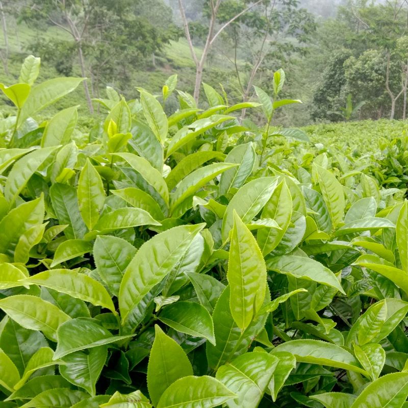 Jual Daun Teh Segar Lokal 500gr | Shopee Indonesia