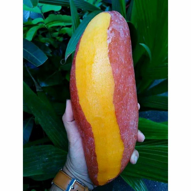 Jual Bibit Tanaman Mangga Red Ivory aa33 | Shopee Indonesia