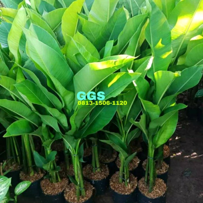 Jual Tanaman hias - Pohon pisang karibay / pisangan karibai tinggi 70 ...