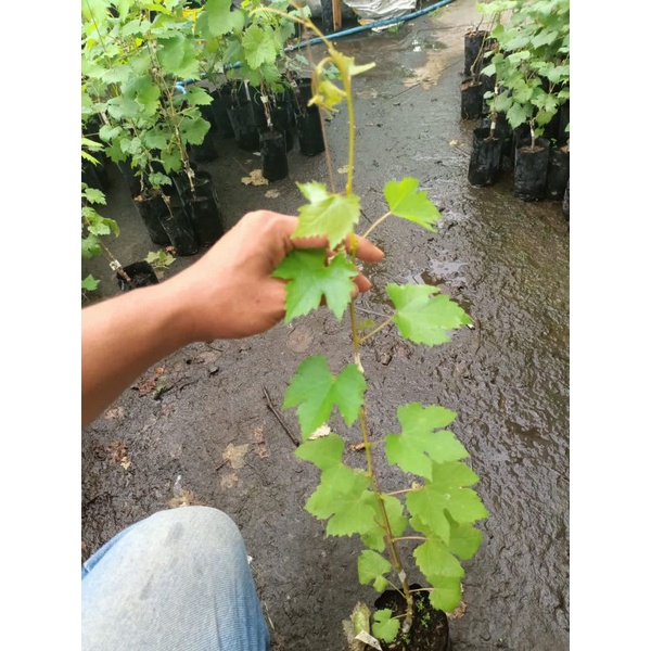 Jual Anggur Everest - Aksesoris Bibit Anggur Terbaik | Shopee Indonesia