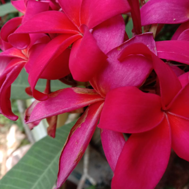 Jual tanaman kamboja bali bunga merah tinggi 2 meter kamboja jepun ...