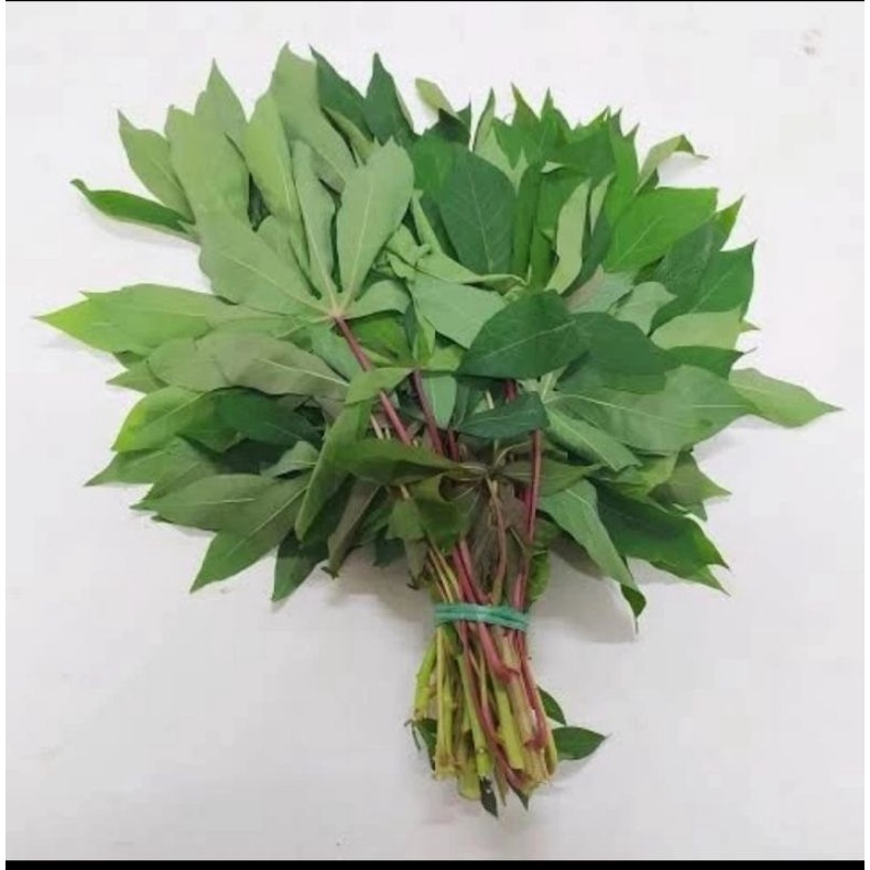 Jual sayur daun singkong 1 ikat | Shopee Indonesia