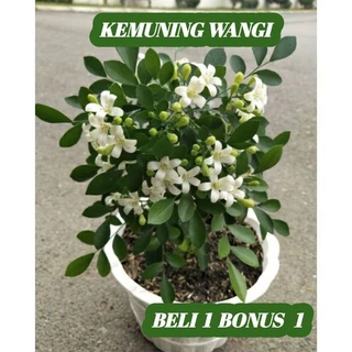 Jual Daun Kemuning Terlengkap & Harga Terbaru Mei 2024 | Shopee Indonesia