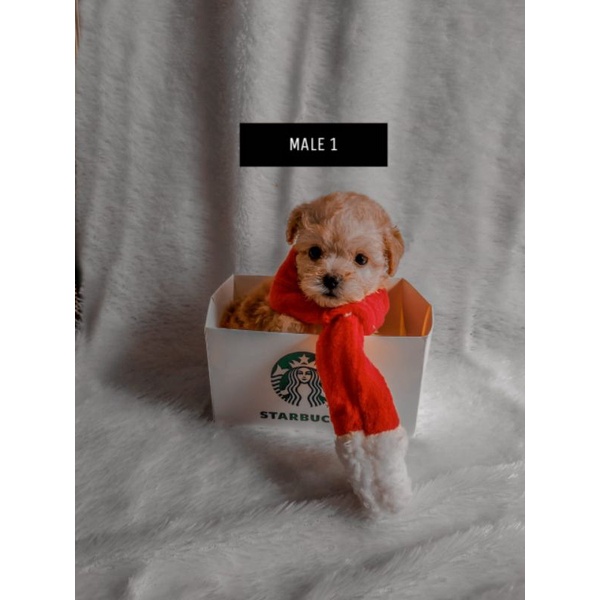 Jual JUAL APRICOT TINY POODLE FAWN STAMBUM SUPER HIGH QUALITY | Shopee ...