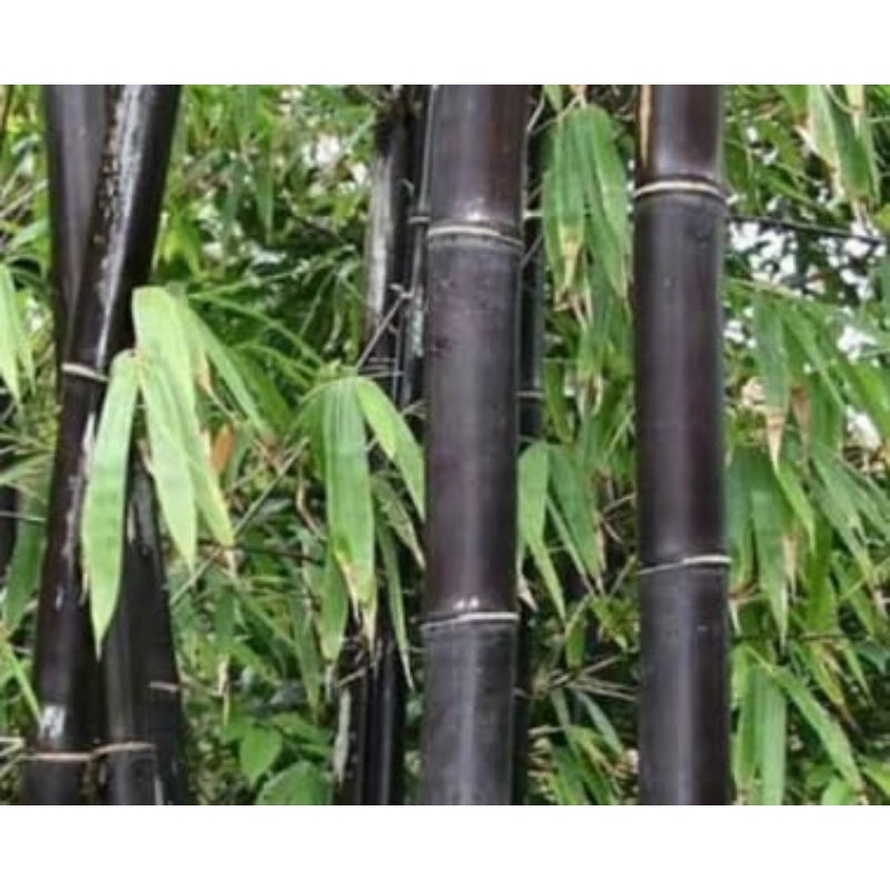 Jual Potongan bambu hitam | Shopee Indonesia
