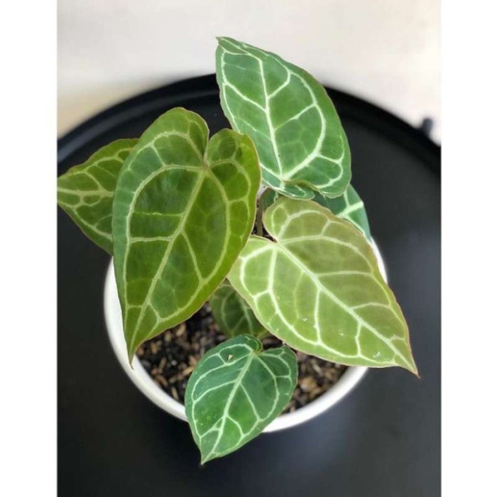 Jual Tanaman hias anthurium kuping gajah/tanaman kuping gajah/pohon ...