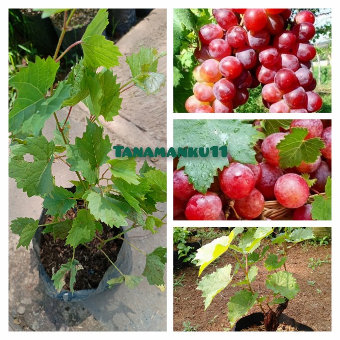 Jual tanaman anggur merah rimbun berkualitas EE44 | Shopee Indonesia