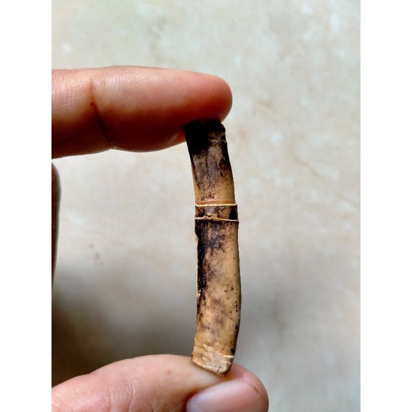 Jual BAMBU BUTA (TANPA MATA TUNAS) | Shopee Indonesia