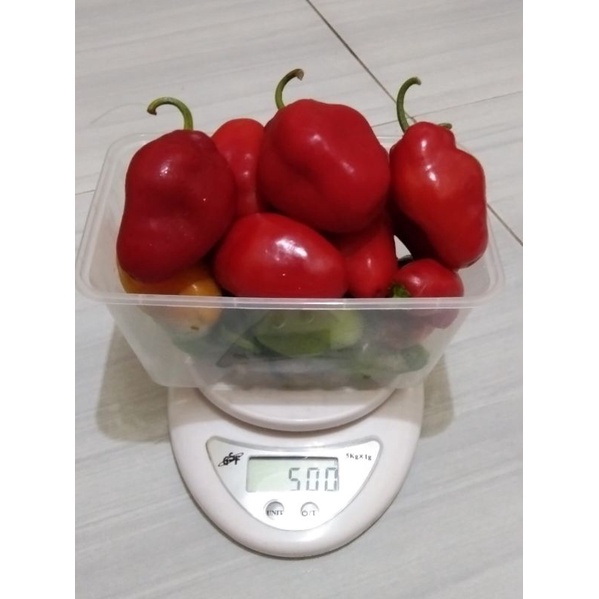 Jual Cabai Gendot / Lombok Terong 250gr, 500gr, 1Kg | Shopee Indonesia