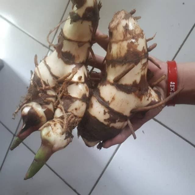 Jual Bibit tanaman umbi ganyong putih &merah | Shopee Indonesia