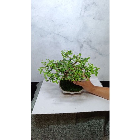 Jual bonsai sakura micro | Shopee Indonesia