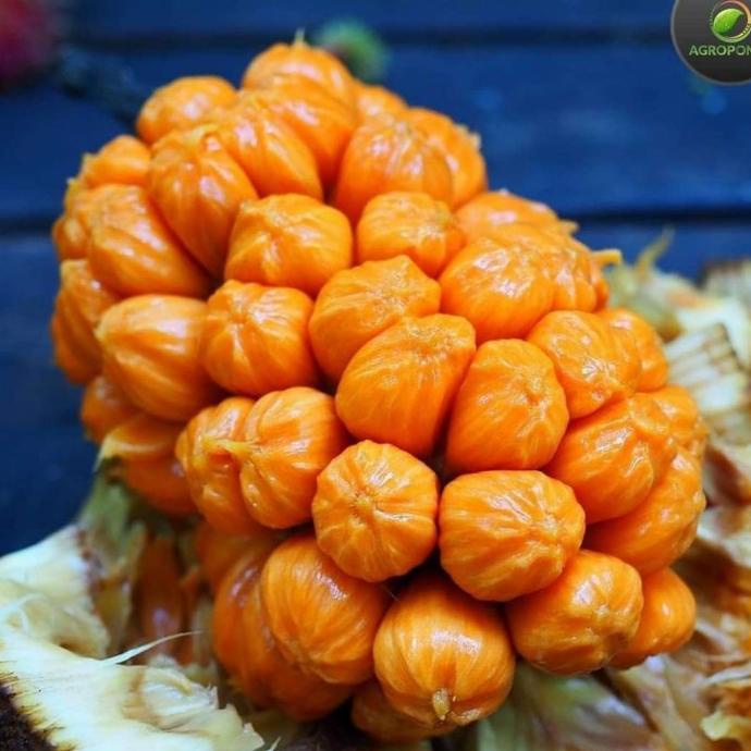 Jual bibit buah cempedak king merah tinggi 50/70 cm | Shopee Indonesia