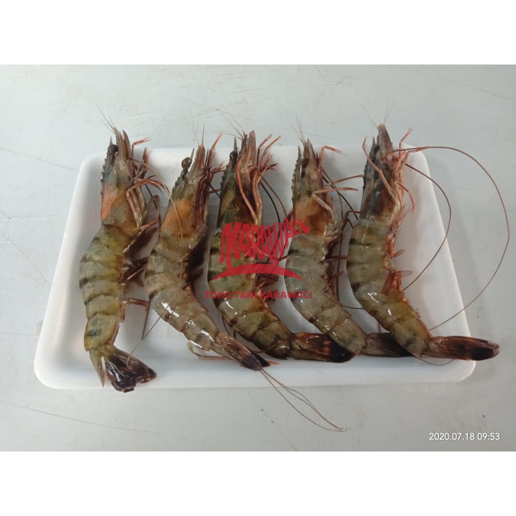 Jual Udang Black Tiger / Tiger Prawn / Pancet / Windu @500gr - SUPER ...