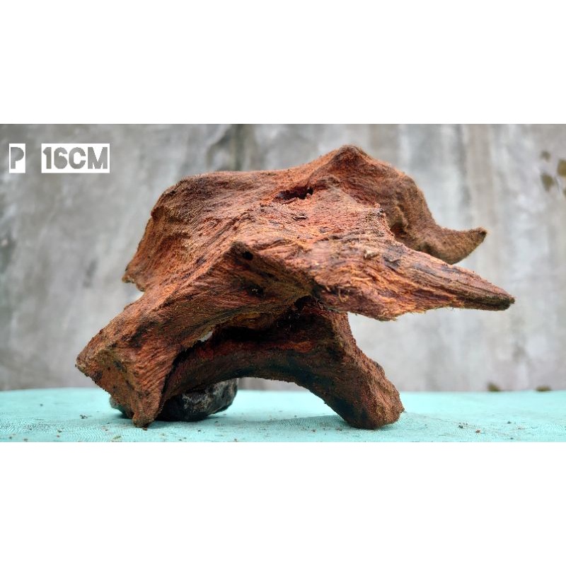 Jual KAYU RENTEK/DRIFTWOOD Ukuran Kecil [SUDAH TENGGELAM] | Shopee ...