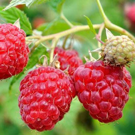 Jual Bibit Tanaman Pohon Buah Raspberry / Arbei Murah Berkualitas ...