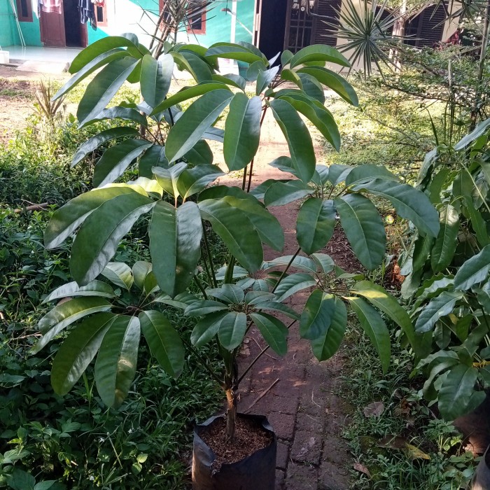 Jual tanaman hias walisongo daun besar 1 meter up muraah | Shopee Indonesia