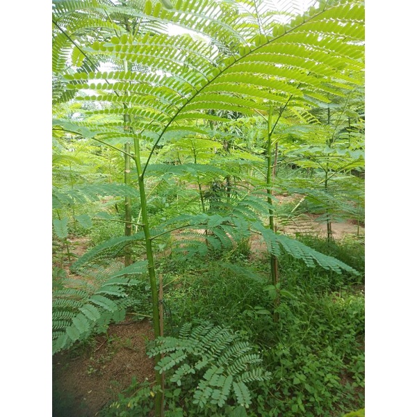 Jual Pohon hias solobium pakis brazil tinggi 2meter | Shopee Indonesia