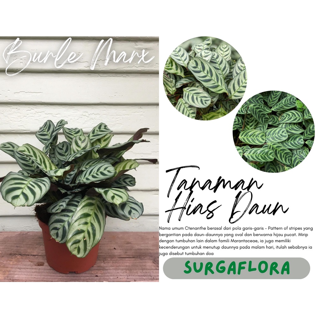 Jual tanaman hias bunga calathea sepat calathea burle marx - bunga ...