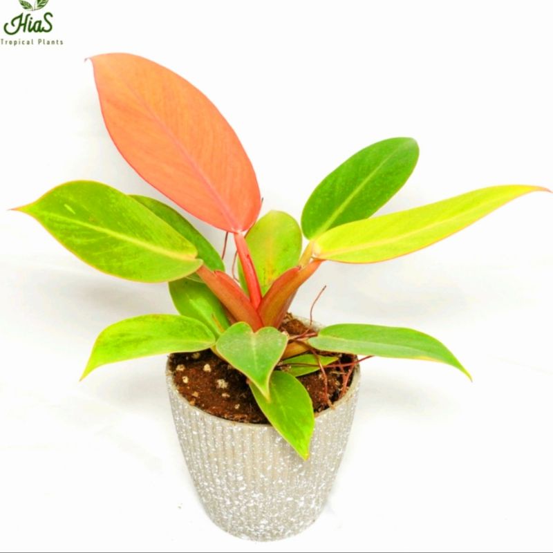 Jual Tanaman Hias Philodendron Lemon Lime/ Philo Lemon Lime/ tanaman ...