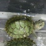 Jual kura kura brazil kura kura res kura kura red eye slider baby kura ...