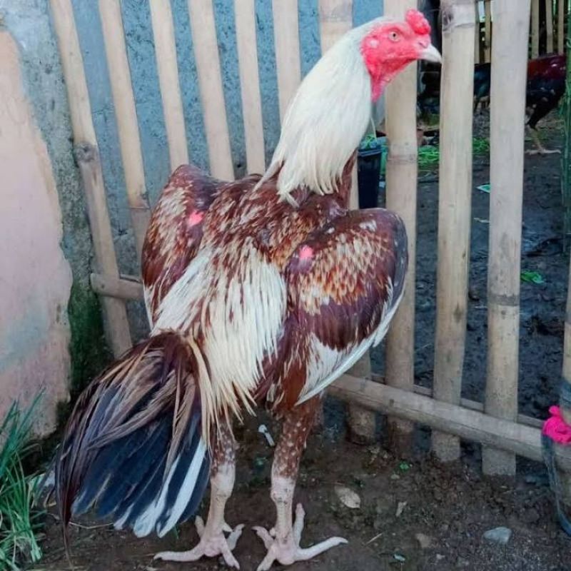 Jual JUAL TELUR AYAM BANGKOK PAKOY ORI PAKET 4 BUTIR | Shopee Indonesia