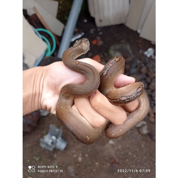 Jual Retic piton GC Bacan Platinum | Shopee Indonesia