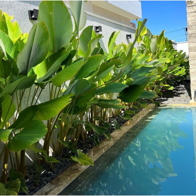 Jual Tanaman Pisang Calathea Lutea Besar Tinggi 2 Meter Pohon Pisang