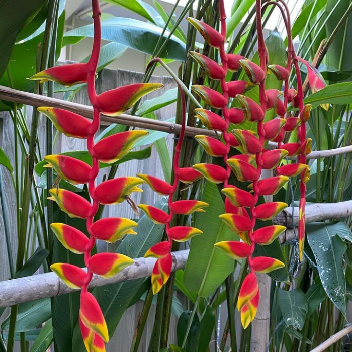 Jual tanaman heliconia betet pisang bunga betet pohon pisang pisangan ...