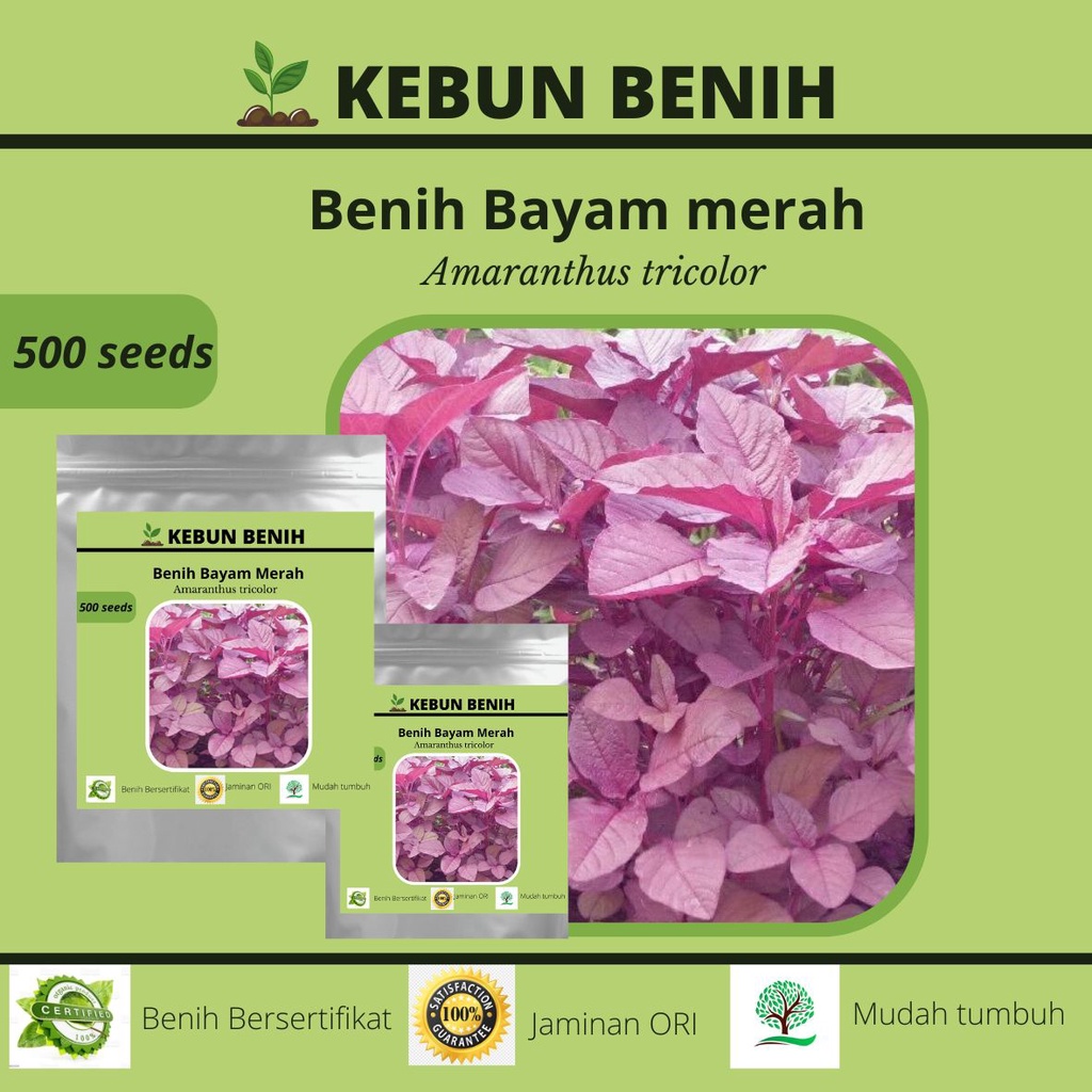 Jual 500 Benih Tanaman Bayam Merah/ Benih Bayam Merah Red Kualitas ...