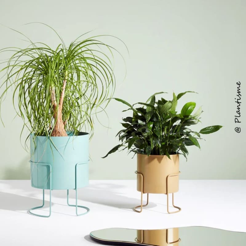 Jual D.20-35cm T.30-100cm Chubby Standing Besi Tanaman Hias Dekorasi ...