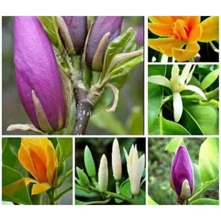 Jual Bunga Kantil Terlengkap & Harga Terbaru Maret 2026 | Shopee Indonesia