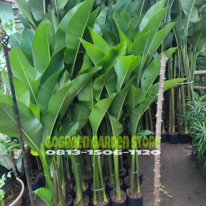 Jual Tanaman hias - Pohon pisang karibai / karibay tinggi 1.5 meter ...