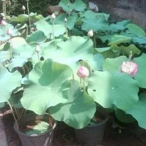 Jual tanaman air lotus/ bunga lotus | Shopee Indonesia