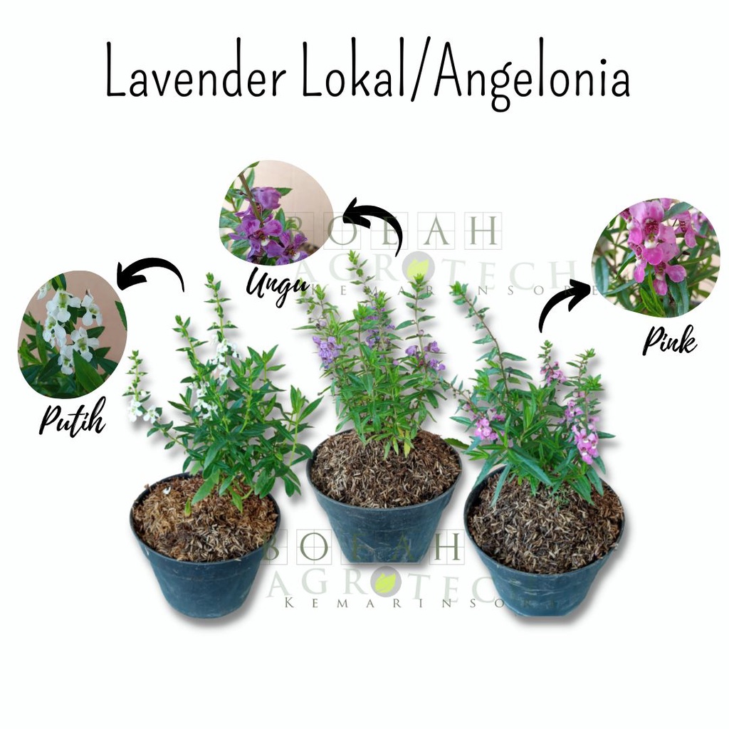 Jual Bibit Tanaman Hias Bunga Lavender lokal Bunga Angelonia Cantik ...