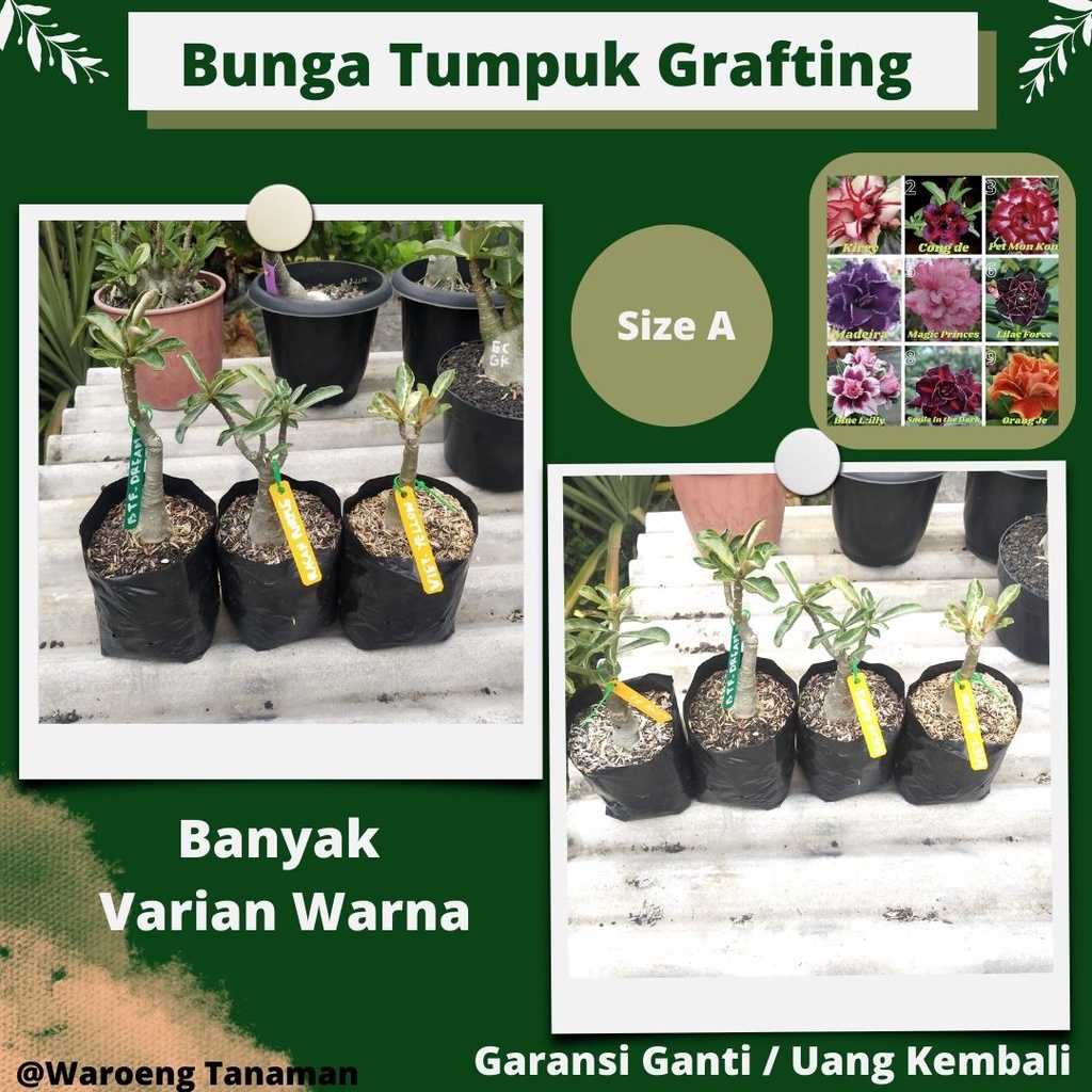 Jual Adenium Bunga Tumpuk Paketan | Shopee Indonesia