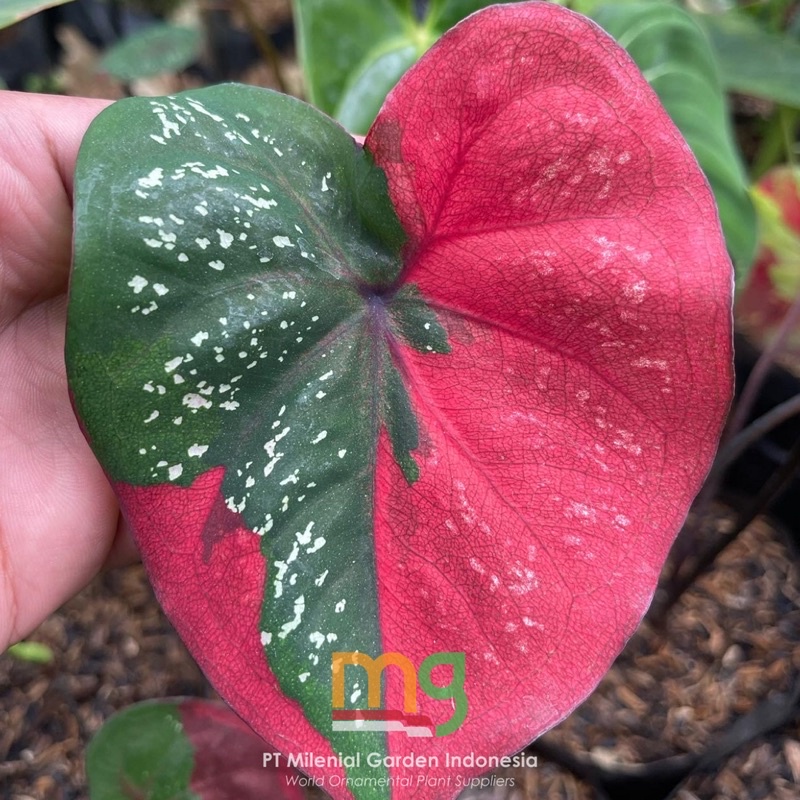 Jual keladi baret merah tanaman hias indoor tanaman hias outdoor ...