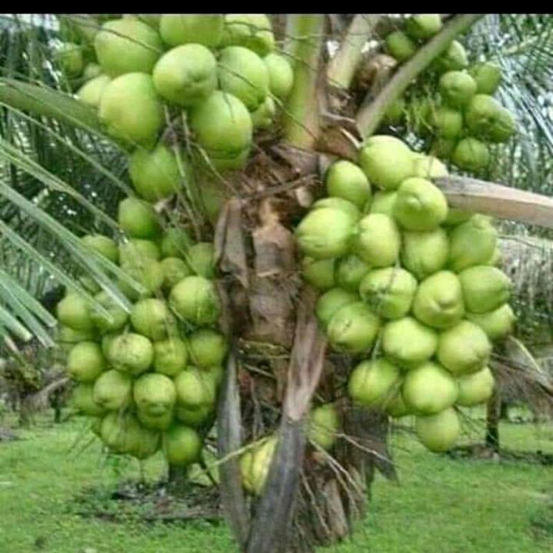 Jual BIBIT KELAPA GENJAH ENTOK VALID 100% | Shopee Indonesia