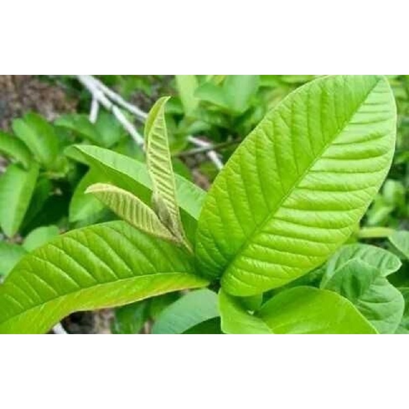 Jual Pucuk Daun jambu biji segar 250 gram - Pucuk Daun Guava - Pesan ...