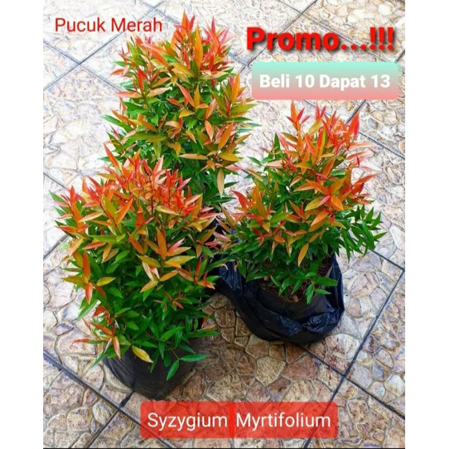 Jual Bibit Pucuk Merah Merona Super Cantik Banget | Syzygium ...