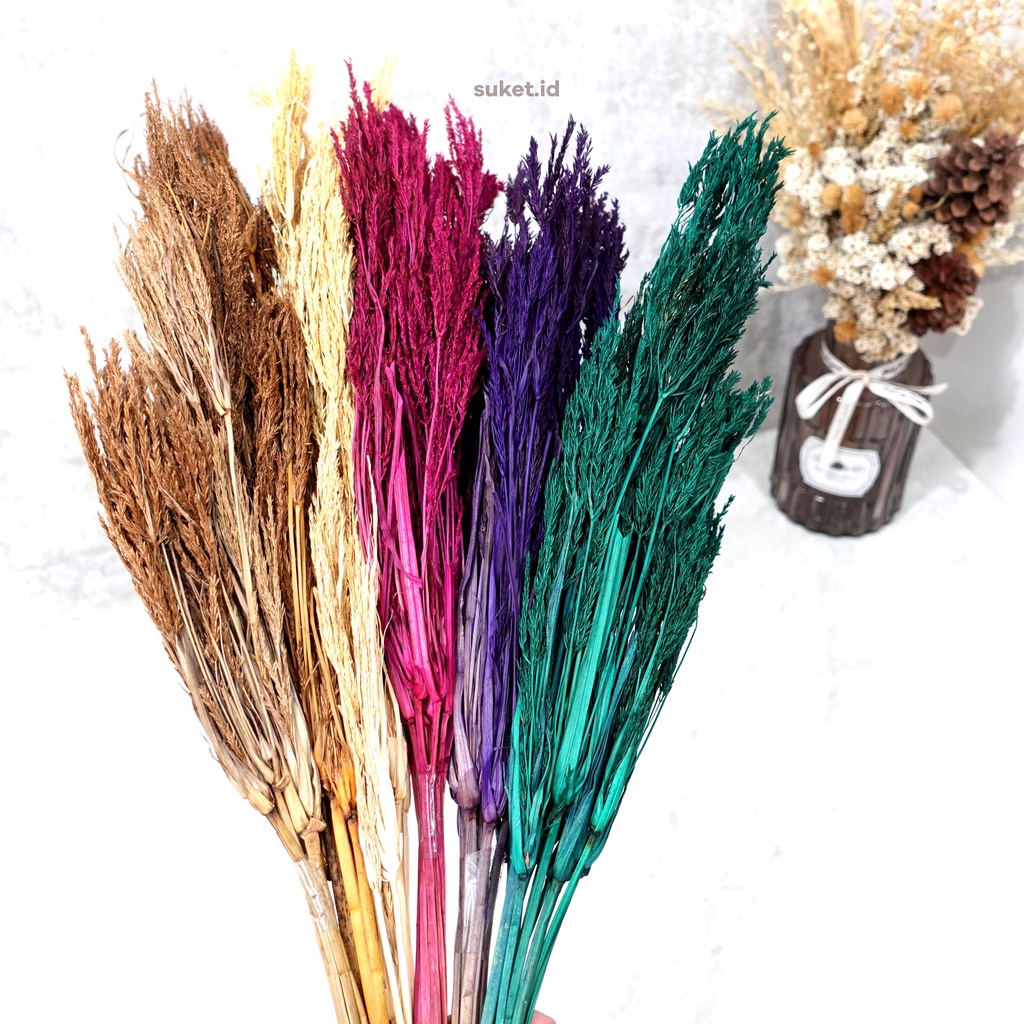 Jual DRIED TEKKY / Bunga Kering Rumput Teki | Shopee Indonesia