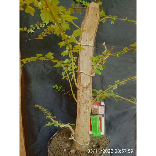 Jual Bahan bonsai small wareng daun bintang | Shopee Indonesia