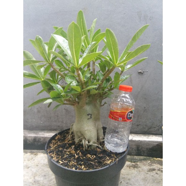 Jual adenium arabicun rcn gogji Thai soco | Shopee Indonesia