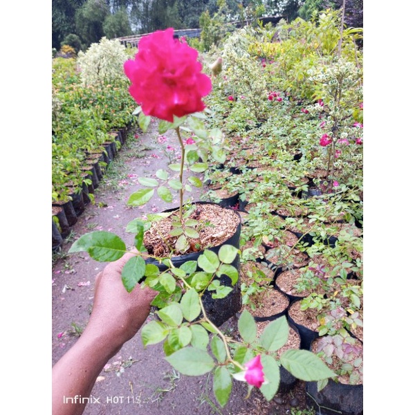 Jual Mawar medan tanpa duri tanaman murah | Shopee Indonesia