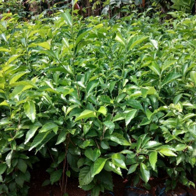 Jual tanaman tetehan untuk pagar halaman | Shopee Indonesia